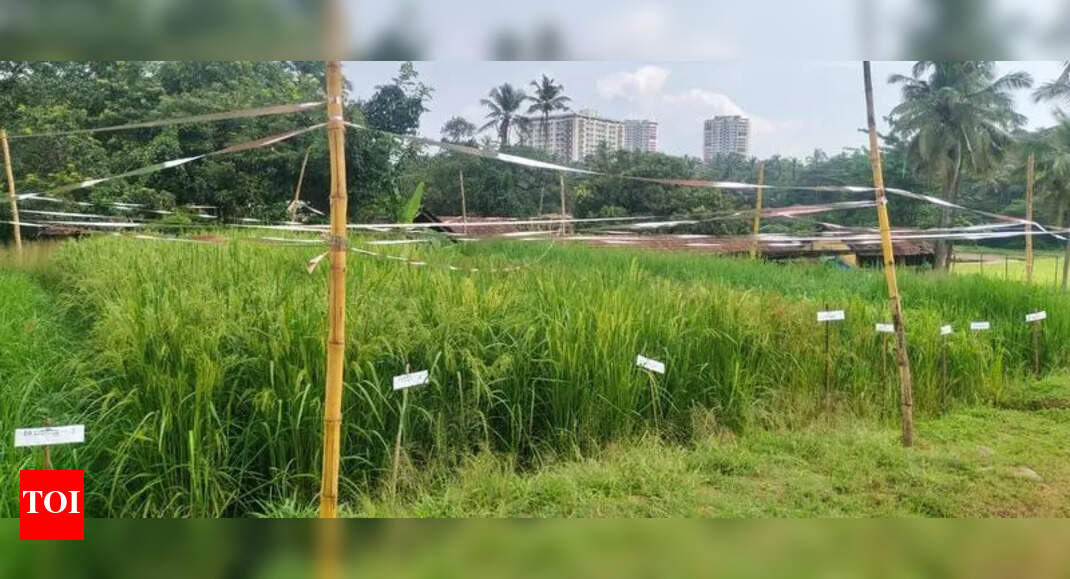 10 traditional rice varieties evaluated for coastal cultivation ...