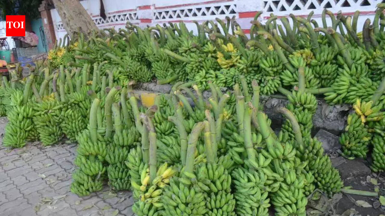 Farmers must focus on value addition of bananas for better profits ...