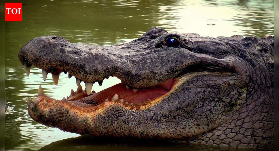 Do crocodiles really cry? The truth behind “crocodile tears” - The ...