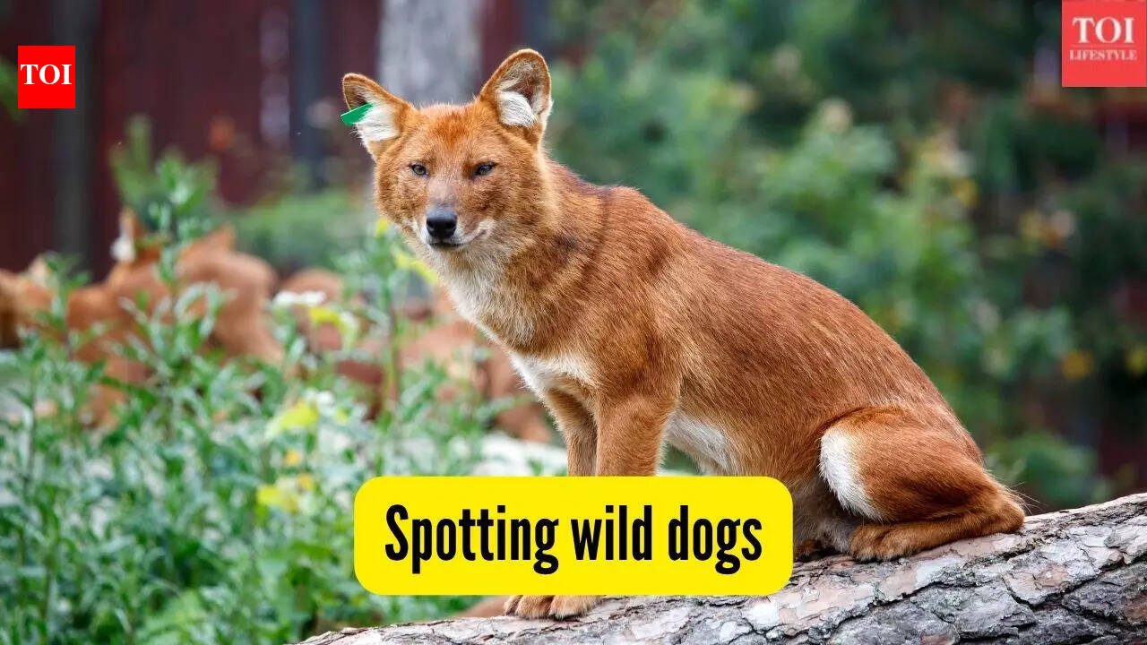 5 national parks in India where you can spot the endangered wild dogs ...
