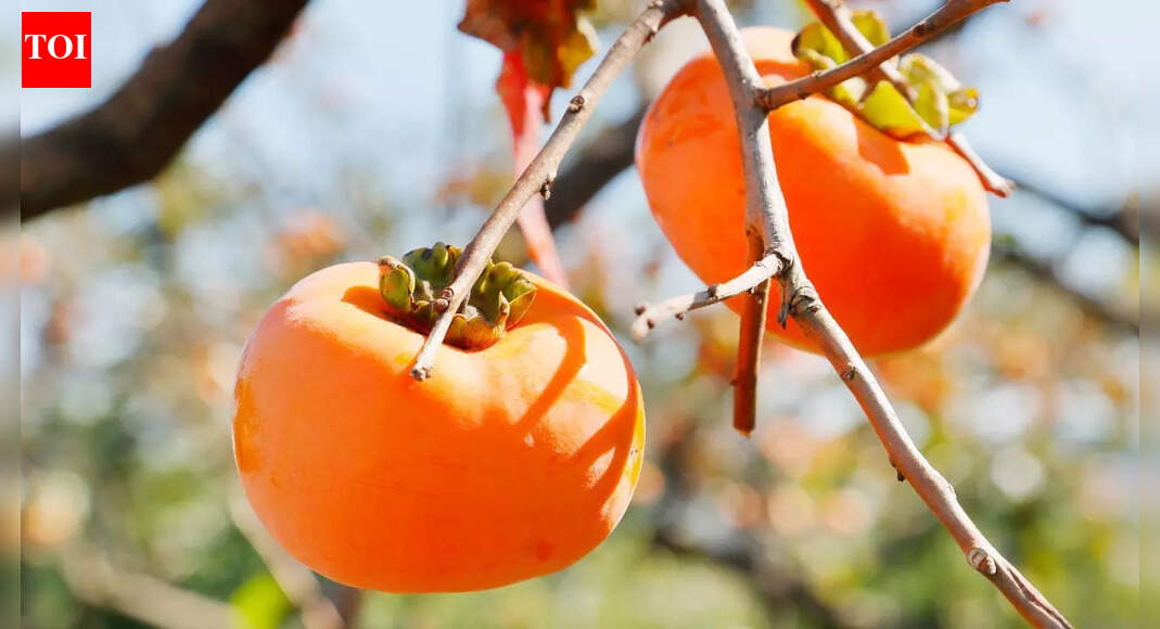 Why persimmons are the perfect winter fruit for boosting your health ...