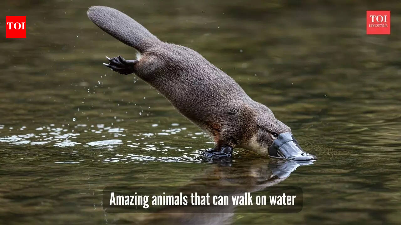 5 animals that can float on water and some even run