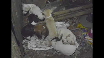 Caregiver makes adoption plea for run-over stray’s litter | Kolkata ...