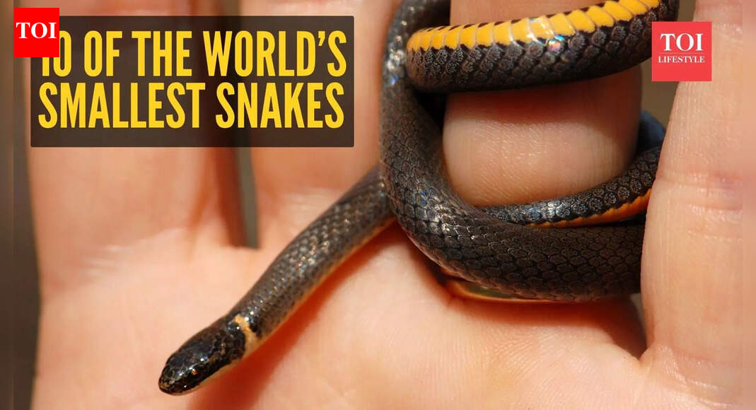 10 of the world’s smallest snakes that are often mistaken for worms ...