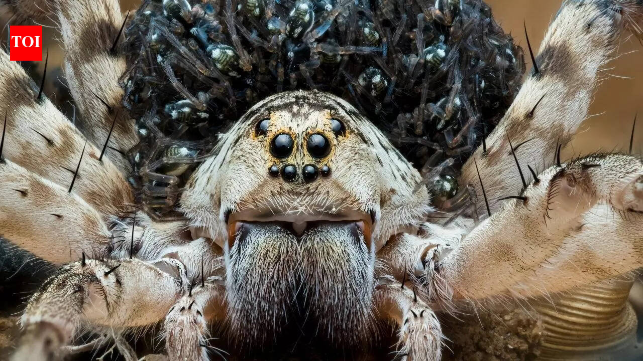 5 unique spiders that grow upto huge sizes