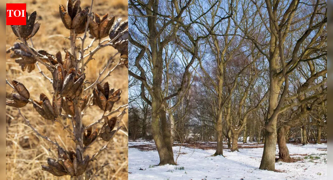 Why plants look dead when they’re not and how to bring them back ...