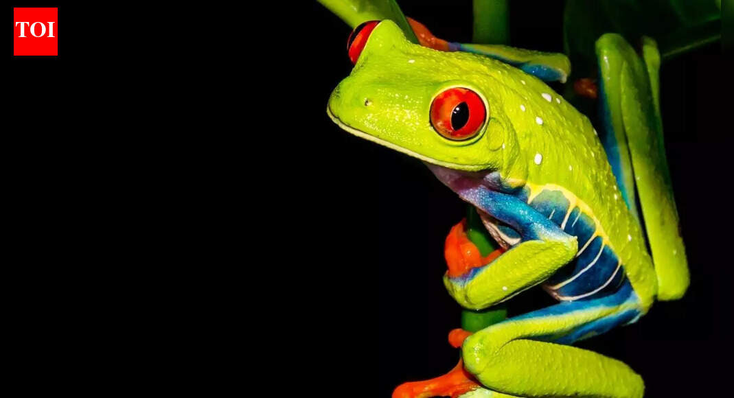 7 most colourful frog species in the world