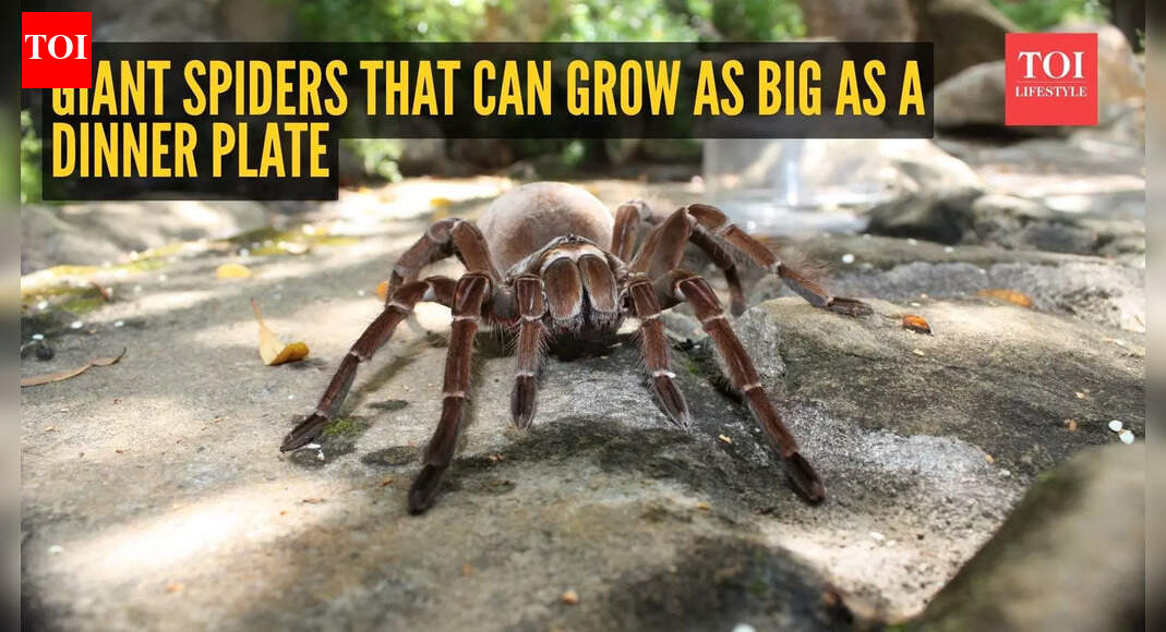 7 giant spiders that can grow as big as a dinner plate | - The Times of ...