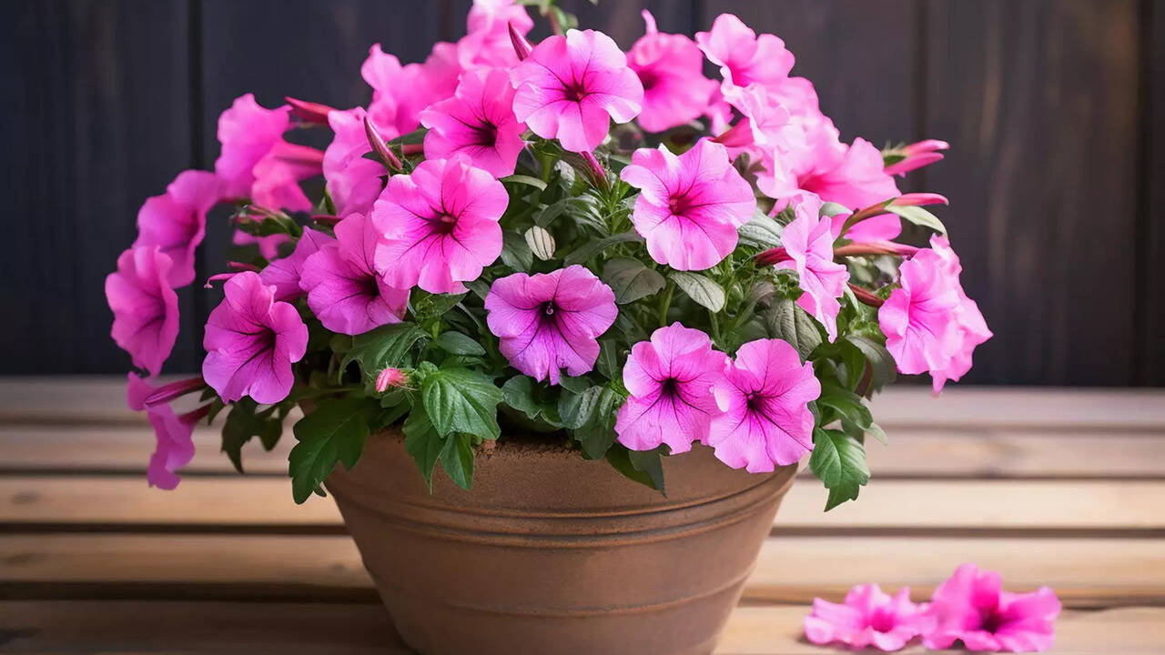 Winter Bloom Wonders: Plants That Bring Color to the Cold Season