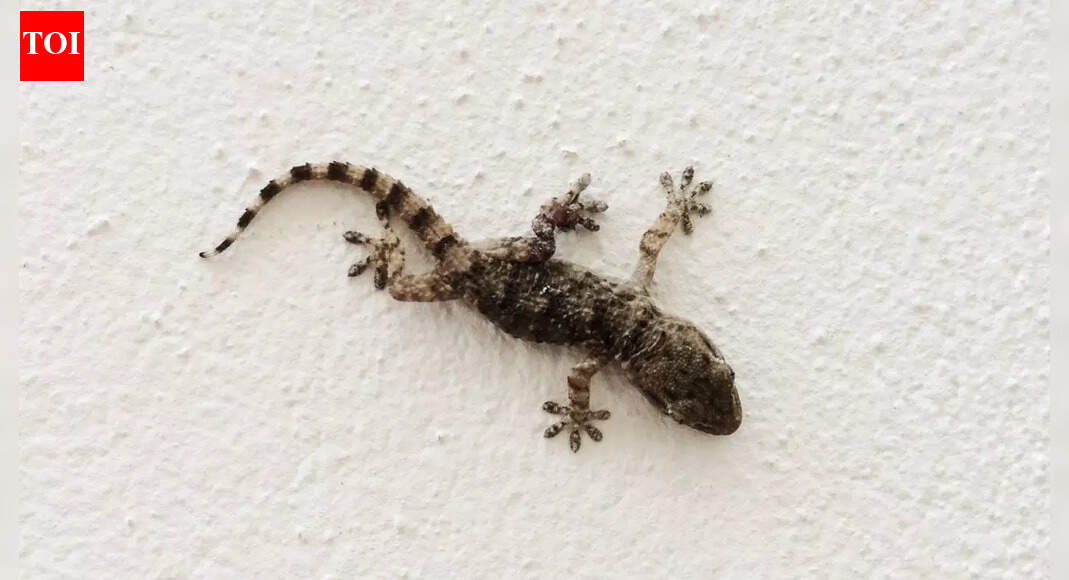 Where do house lizards lay their eggs: 10 hidden indoor spots you ...