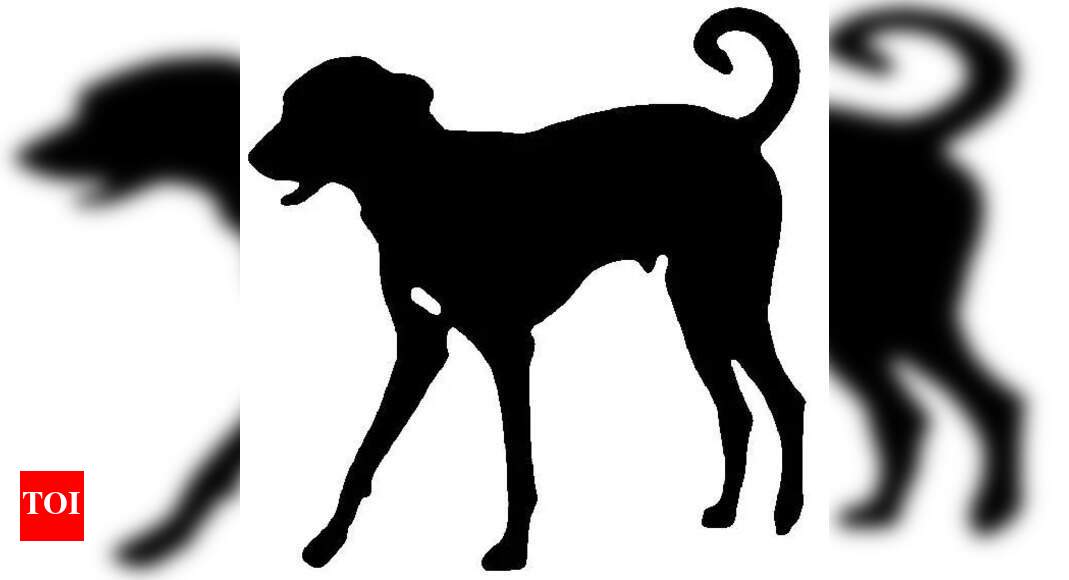 Datia family gives dog human-style last rites | Bhopal News - The Times ...