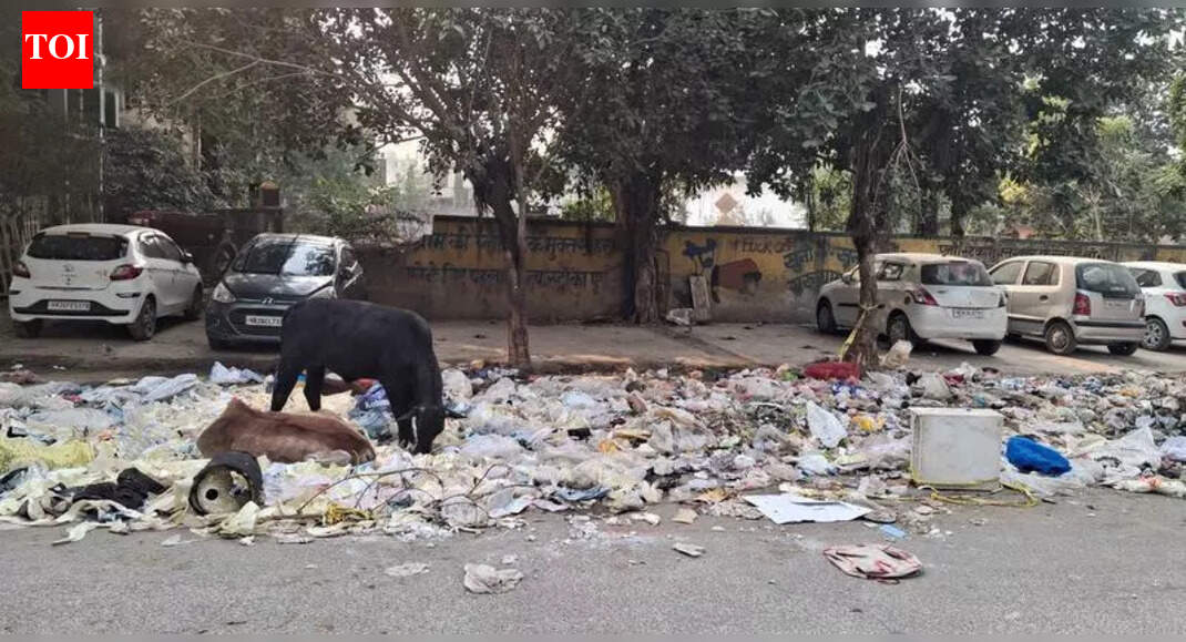Body with head smashed found in garbage dump in Gurgaon’s Sector 7 ...