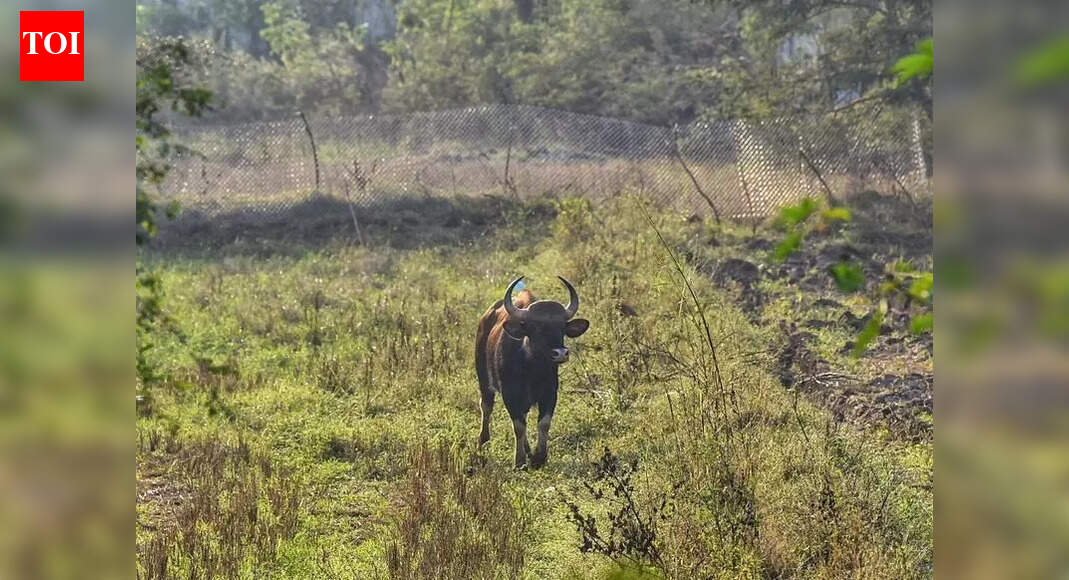 Farmer injured in Gaur attack in Kolhapur | Kolhapur News - The Times ...