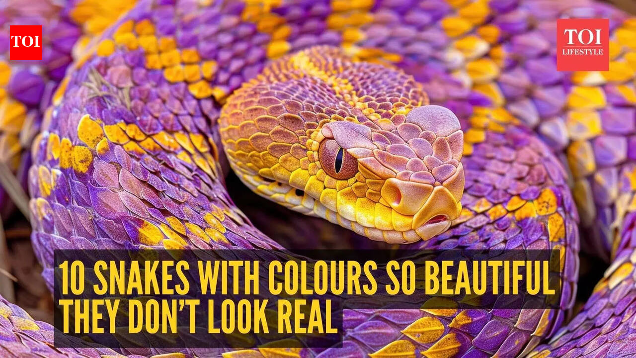 10 snakes with colours so beautiful they don’t look real - The Times of ...