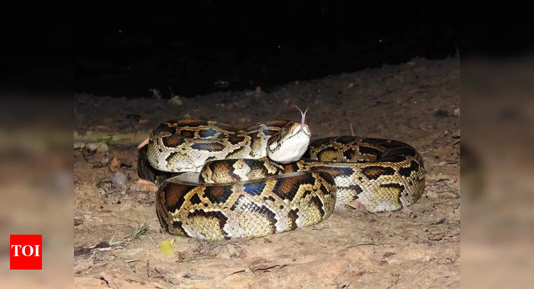 Navi Mumbai: 12-feet Indian Rock Python Rescued from Paddy Field in Uran | Mumbai News - The ...
