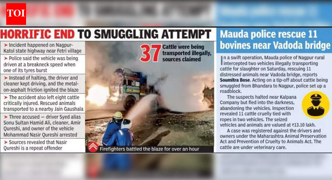 29 bovines burnt alive after truck catches fire near Fetri | Nagpur ...
