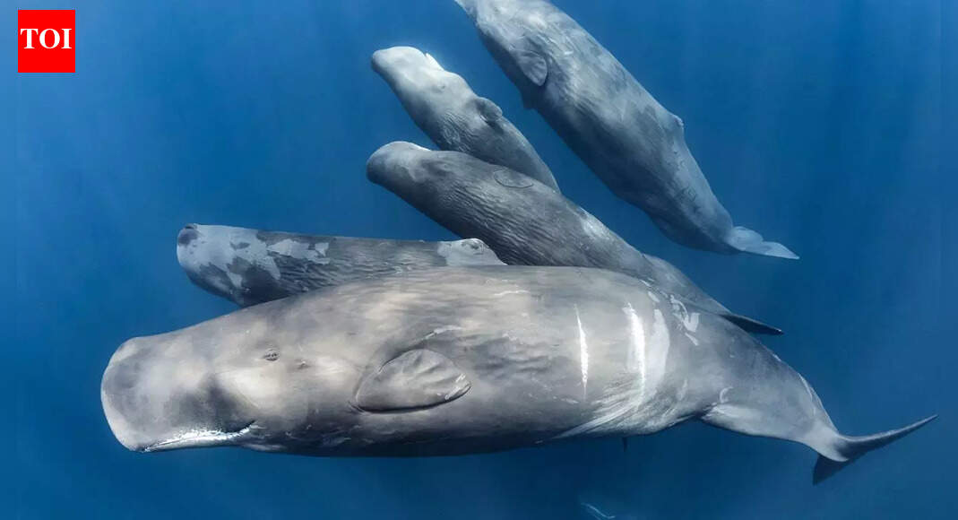 Sperm whales may have a human-like language: New study reveals vowel ...