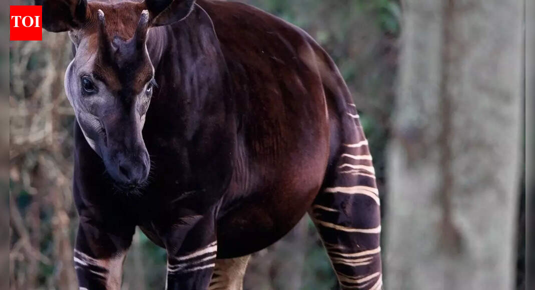 Why species with animal names that start with O are crucial for our ...