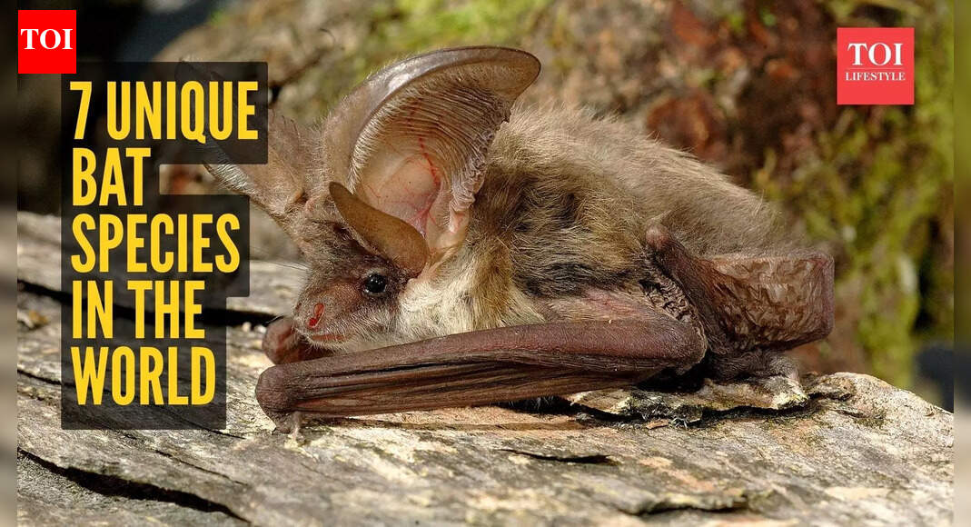 Why these 7 unique bat species are some of nature’s most important ...