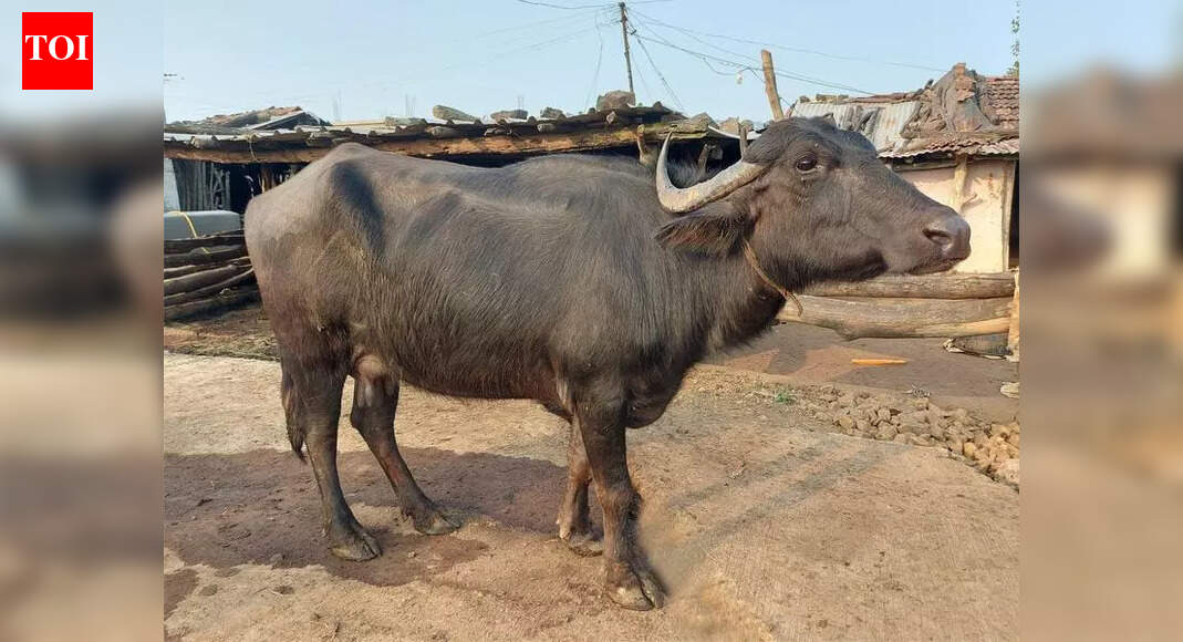 High fat content milk yielding buffalo to be named after Melghat ...
