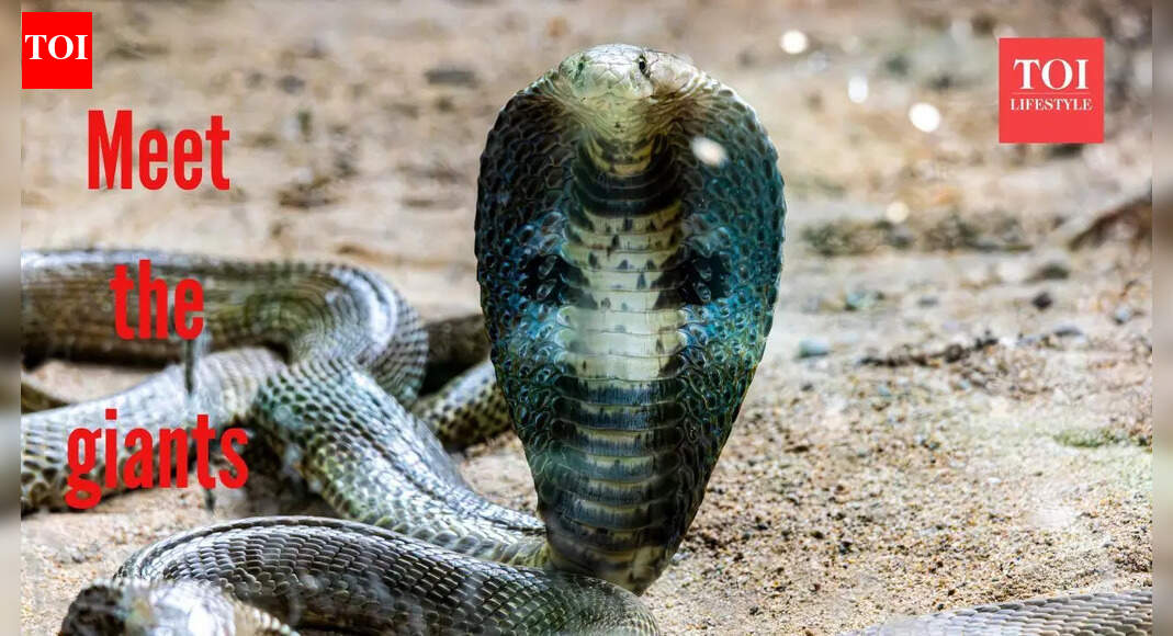 Meet the giants: Top 14 longest, largest, and heaviest snakes in the ...