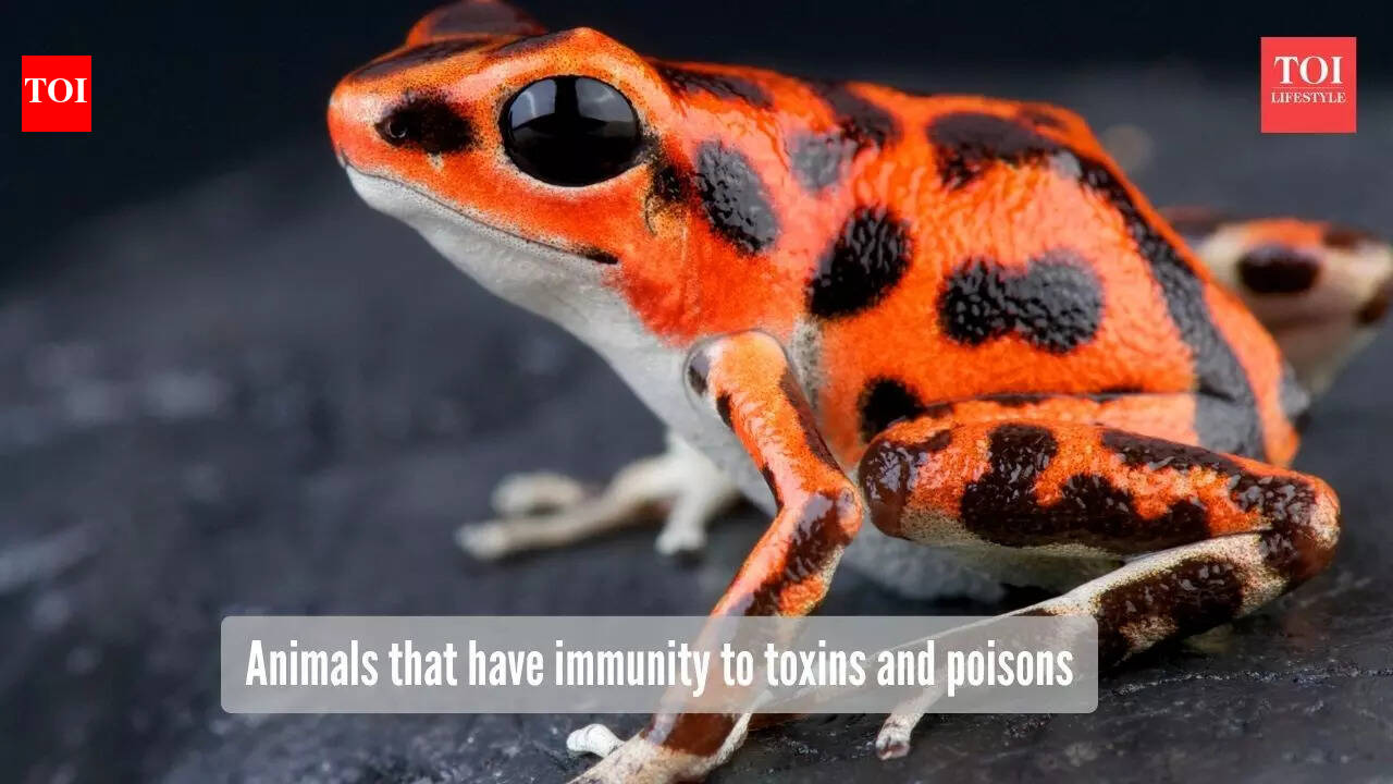 5 animals that are immune to toxins and poisons