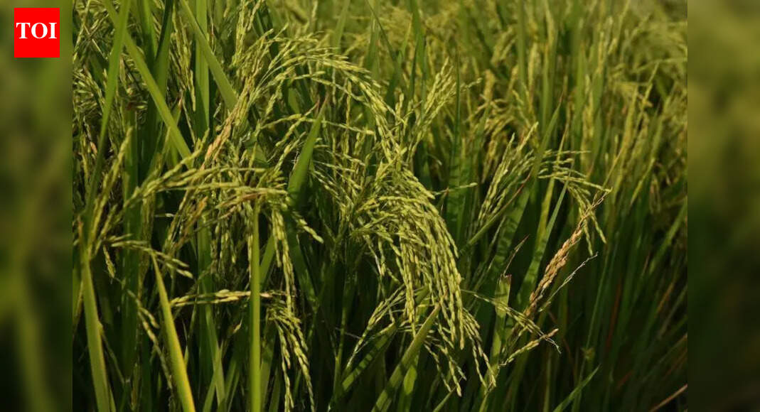 Punjab’s paddy yield sinks to 10-year low after flood-disease attack ...