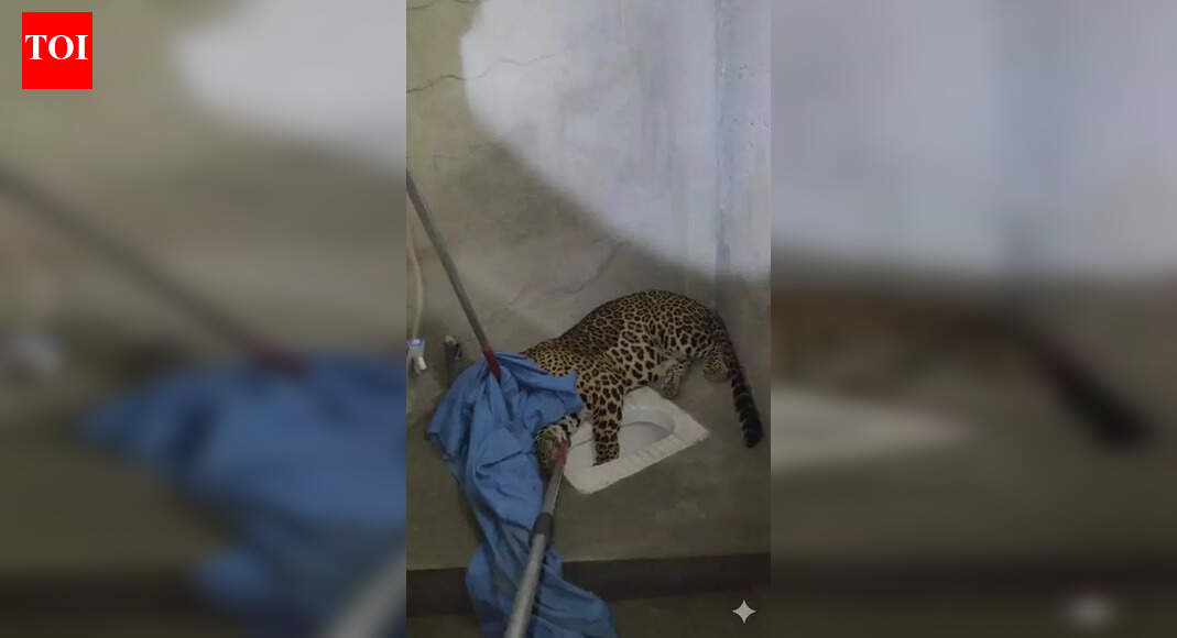 Done with forest, exploring urban areas? Leopard enters house in ...