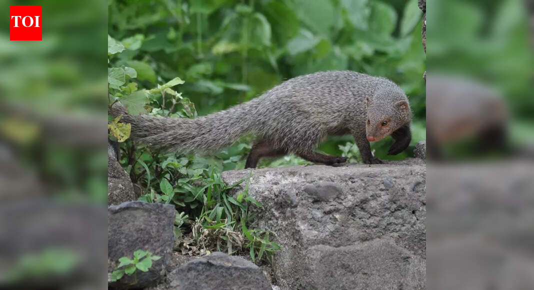 In major move against poaching, ZSI develops hair-based ID for all ...