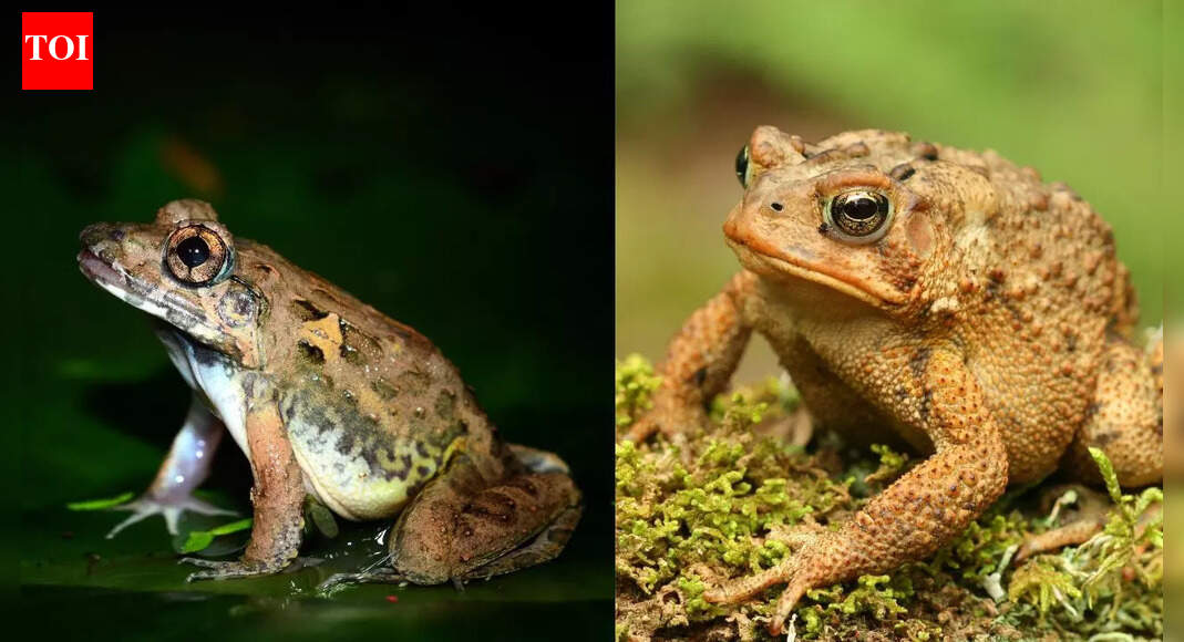 Frogs vs. Toads: How to tell them apart by their skin, movement, eggs ...