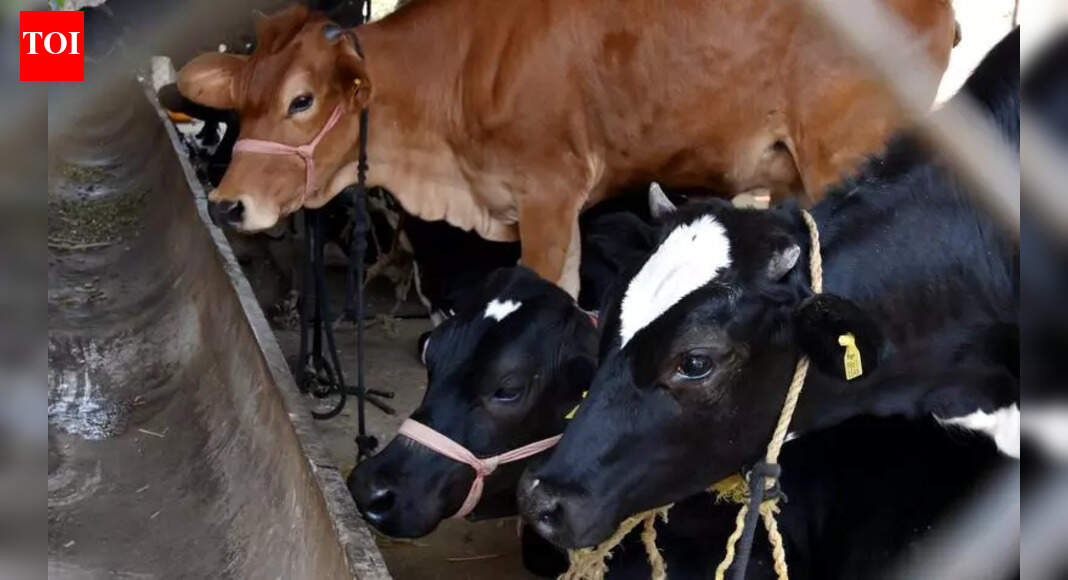 Govt incentives increase daily milk procurement at MyMul | Mysuru News ...