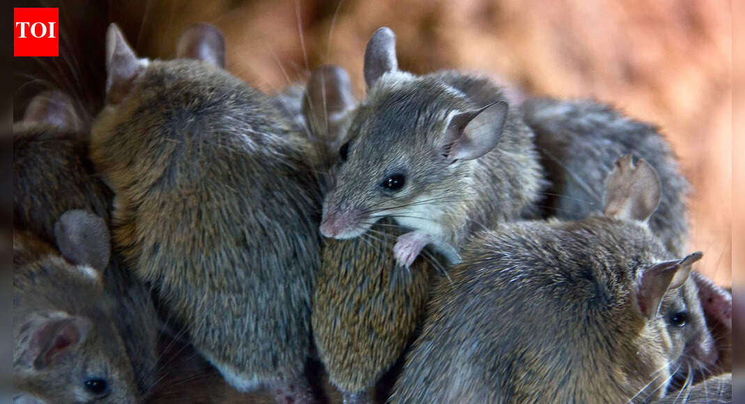 10 most effective natural hacks to permanently get rid of mice and rats ...