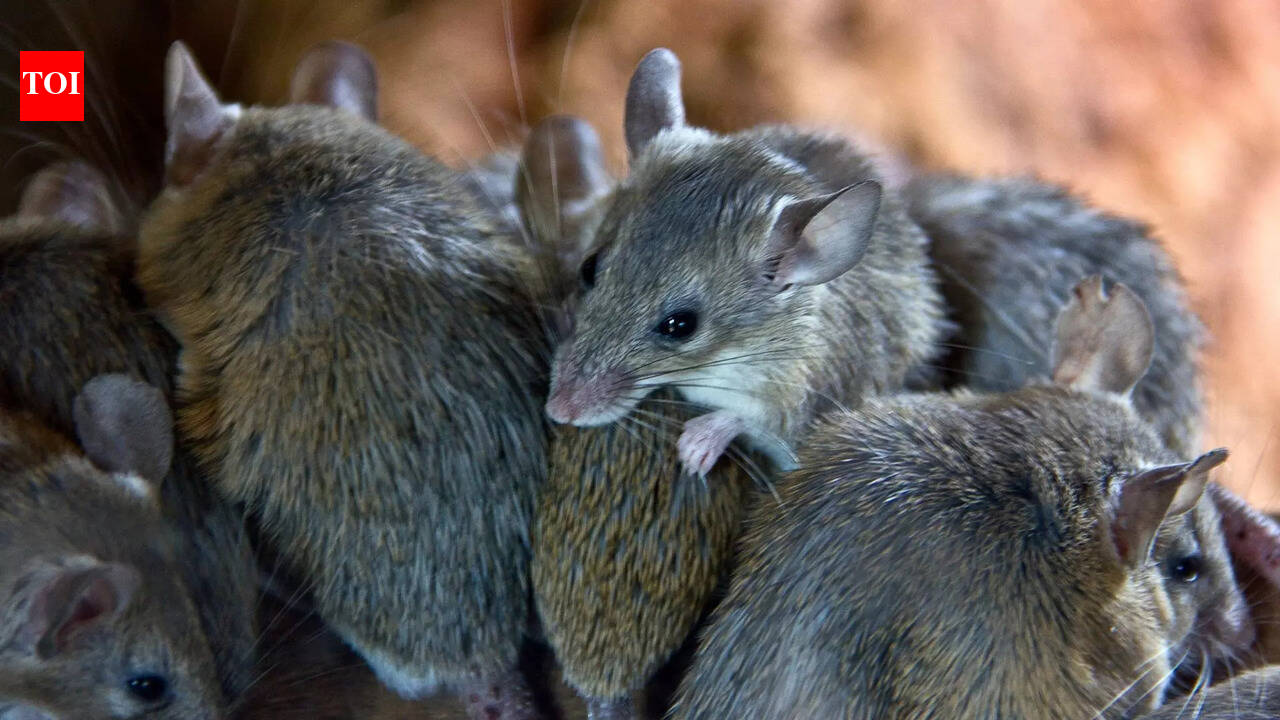 10 most effective natural hacks to permanently get rid of mice and rats ...