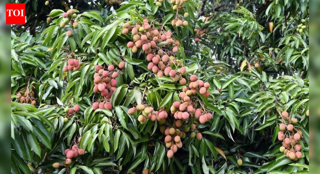 Lychee fruit festival to be held in Chettalli | Mysuru News - The Times ...