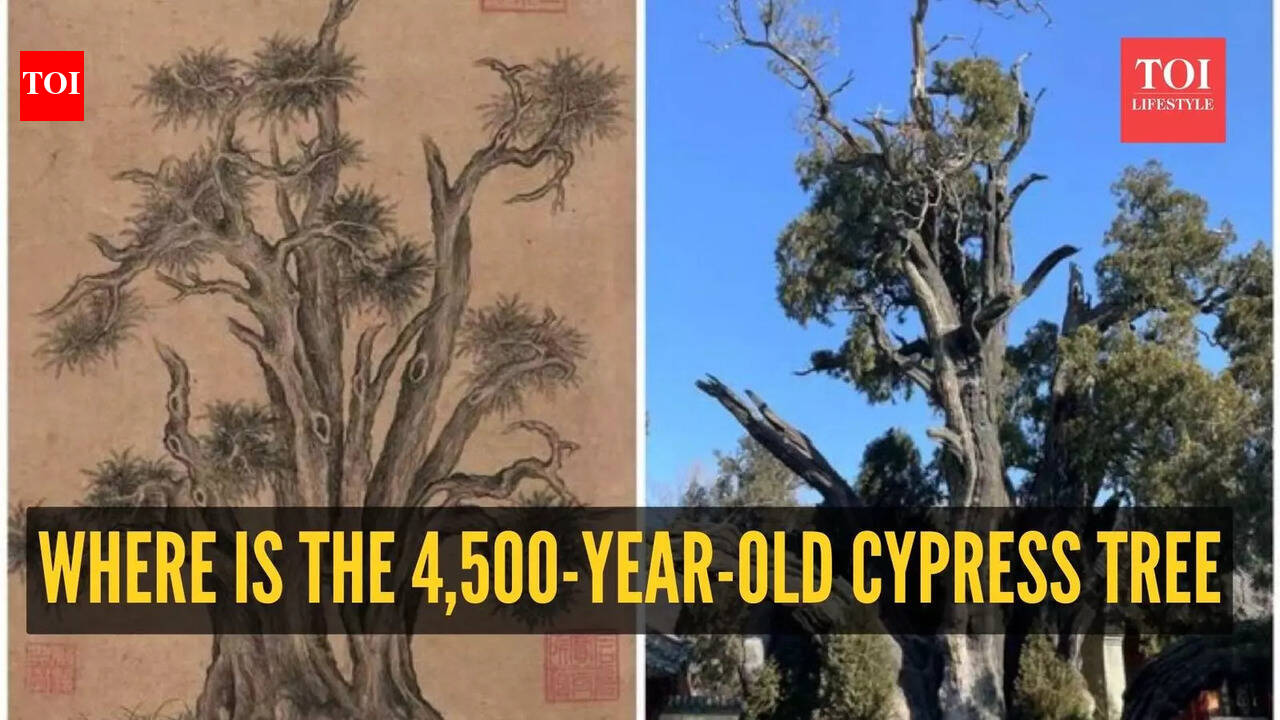 Where is the 4,500-year-old cypress tree, famously called 'General ...