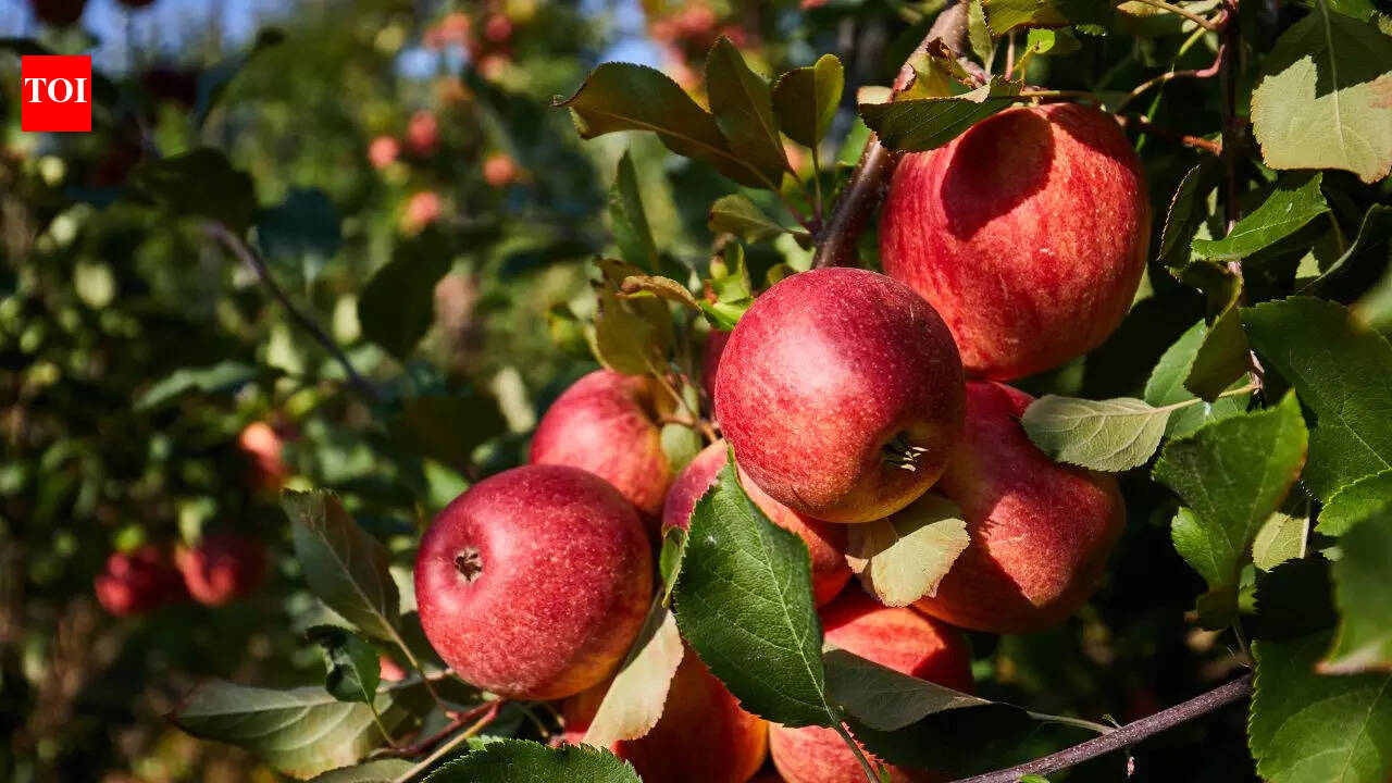 Winter-Friendly Fruits: 8 plants that thrives in cold-weather gardens