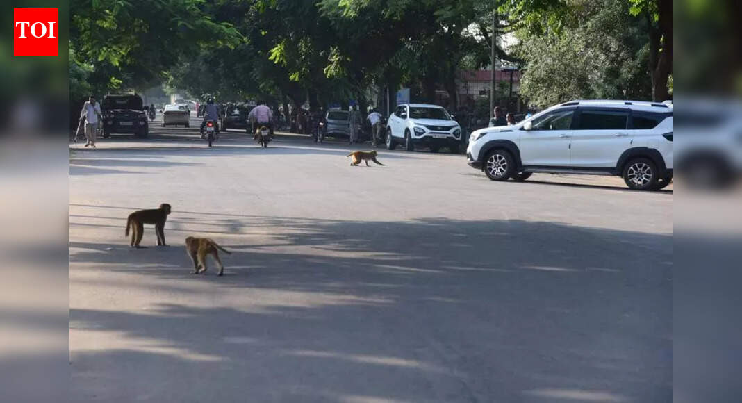 Mumbai: Caught for causing trouble, monkeys must be released 10 km away ...