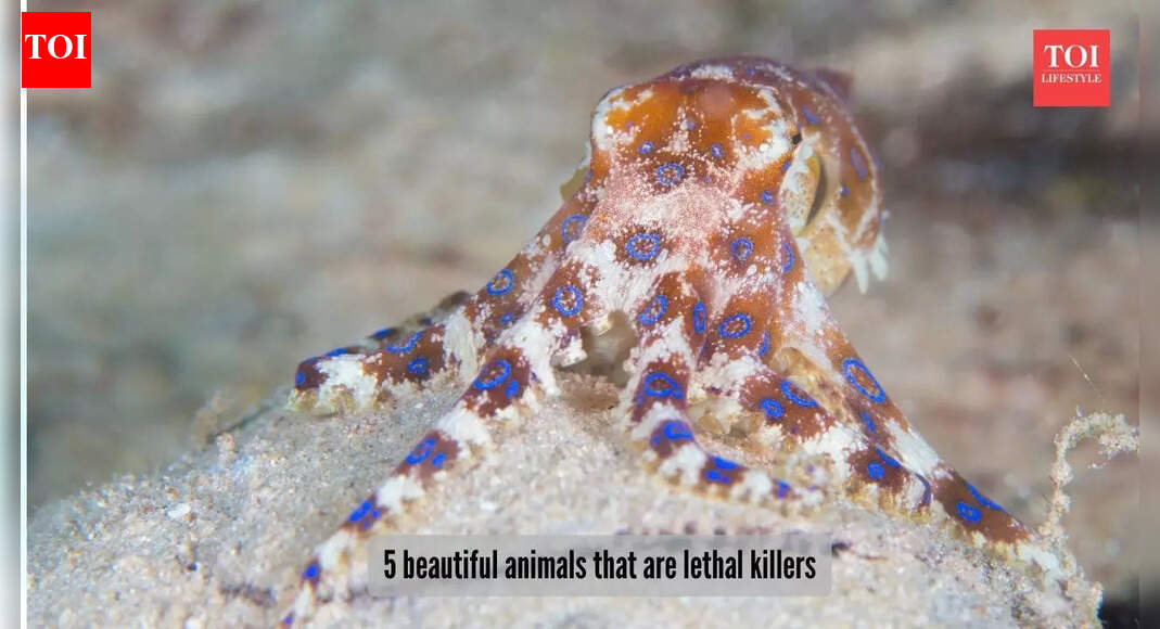 5 lethal killer animals that are an example of predators behind beauty