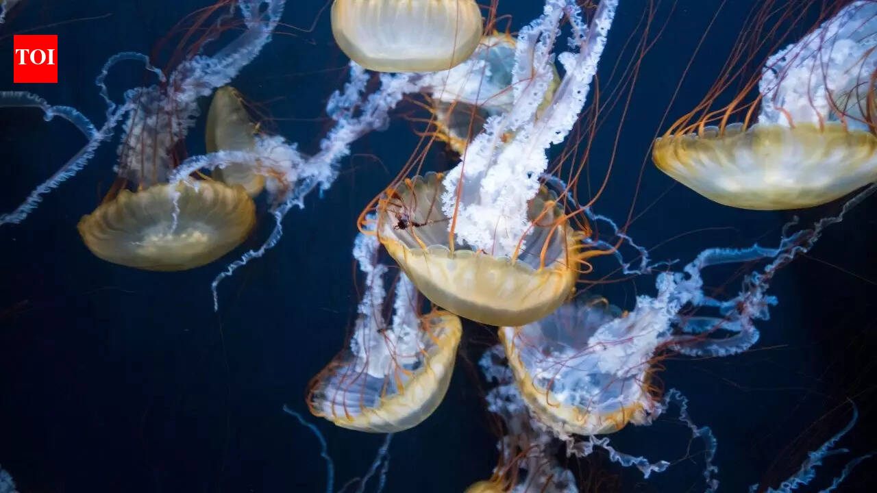 Brainless but brilliant: 5 animals that survive without a brain