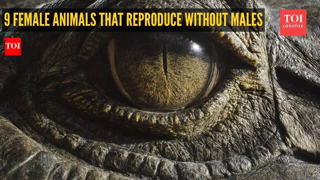 Animals Reproducing Without Male