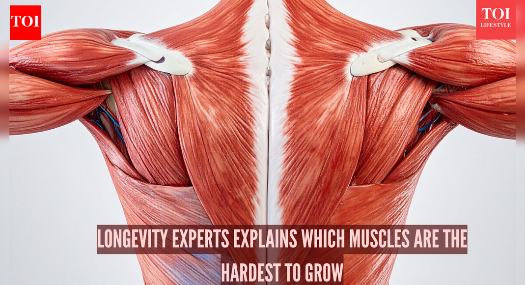 Which are the toughest muscles to grow and why? Longevity expert ...