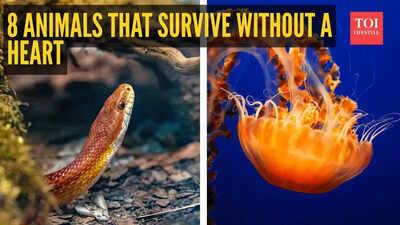 8 animals that survive without a heart and how they do it | - The Times ...