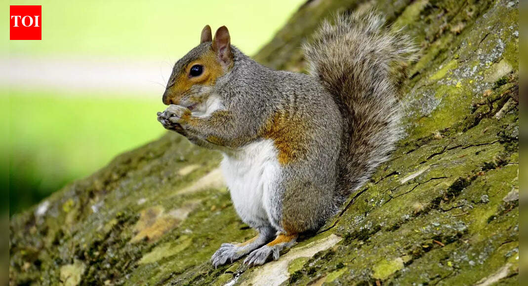 8 animals whose names start with the letter “S”