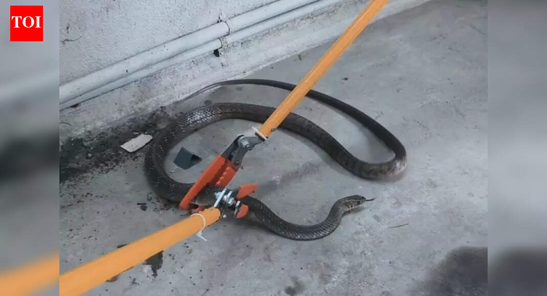 Indian rat snake found in DMK party office in Dharmapuri, released into ...