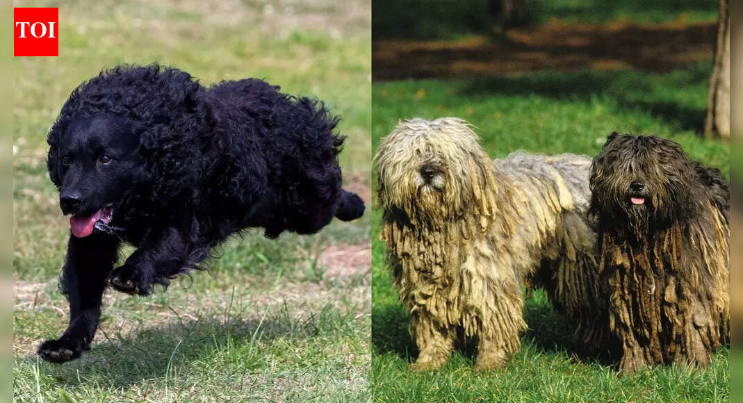 Lesser-known dog breeds you’ve probably never heard of