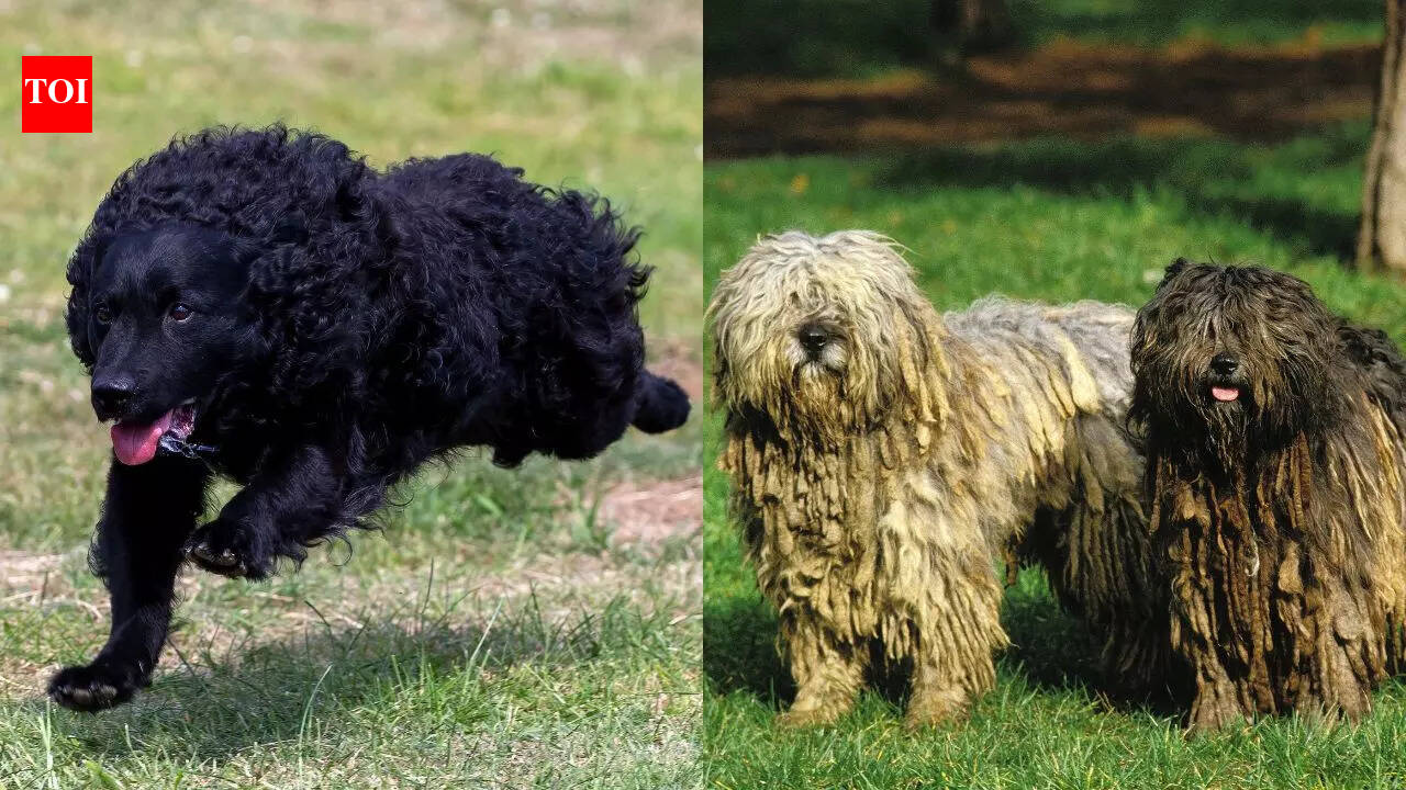 Lesser-known dog breeds you’ve probably never heard of | The Times of India