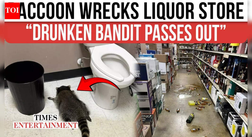 Tipsy Trash Panda Caught After Ransacking Liquor Store and Napping by ...