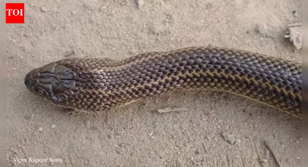 Rainbow water snake spotted for first time in UP at Dudhwa reserve ...