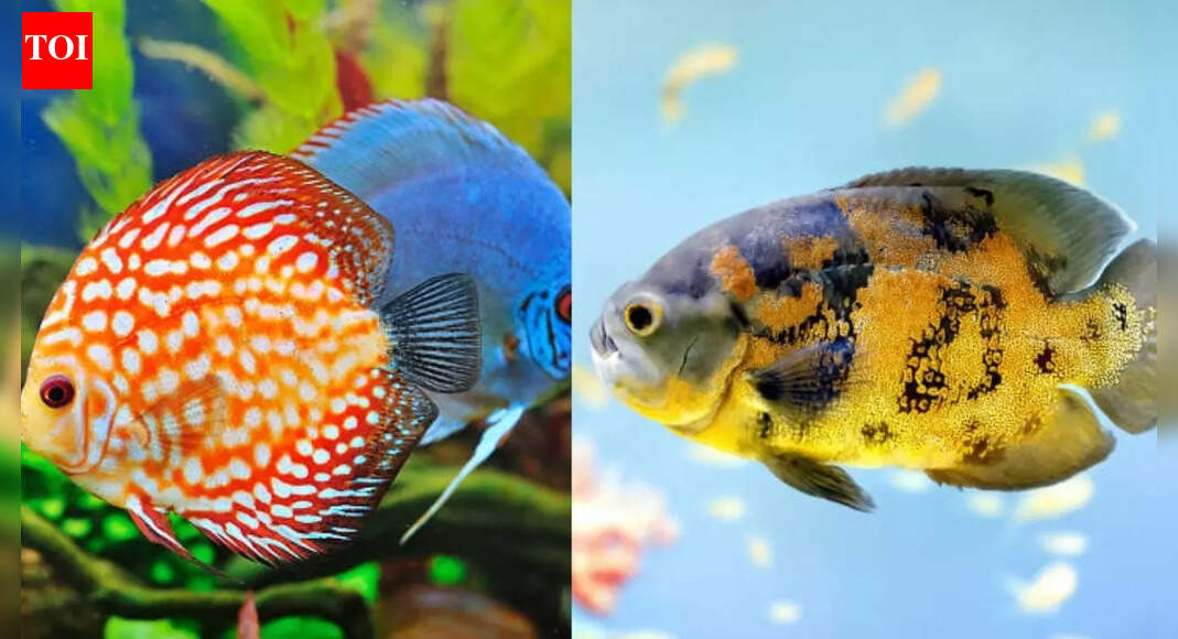 8 varieties of fish that thrive the longest in aquariums