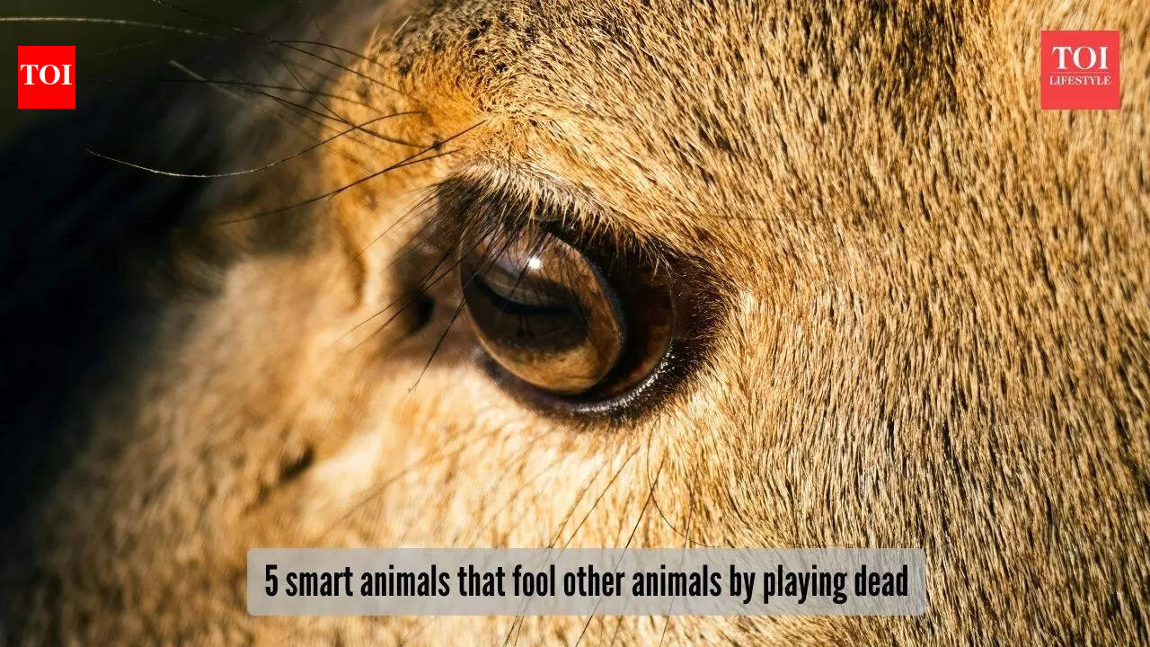 5 clever animals that deceive predators by playing dead